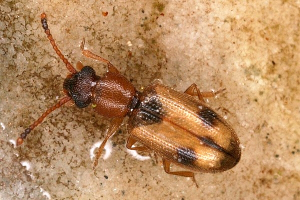 psammoecus bipunctatus