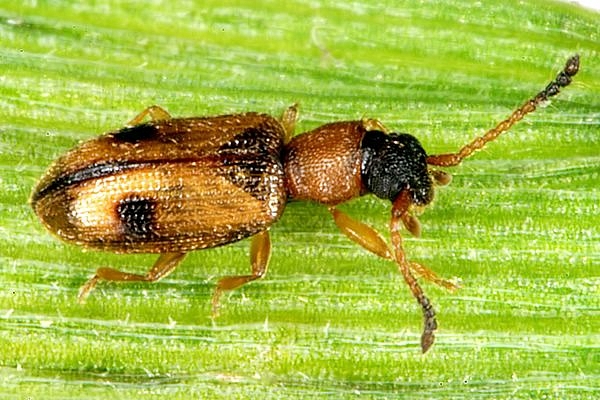 psammoecus bipunctatus