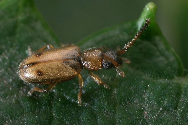 psammoecus bipunctatus