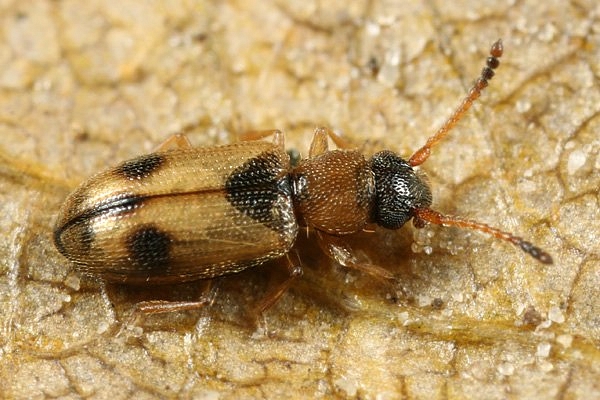 psammoecus bipunctatus