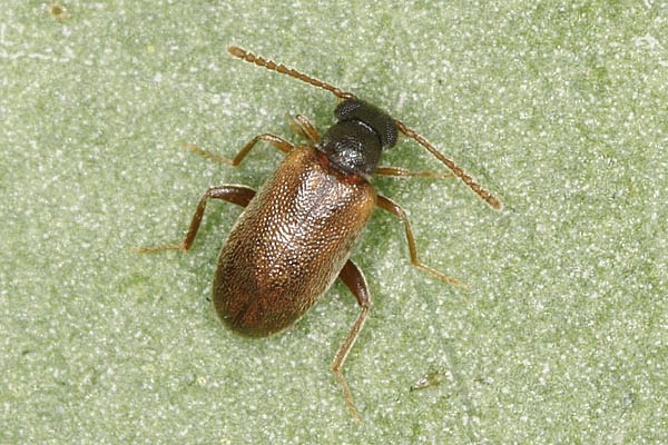 euglenes oculatus