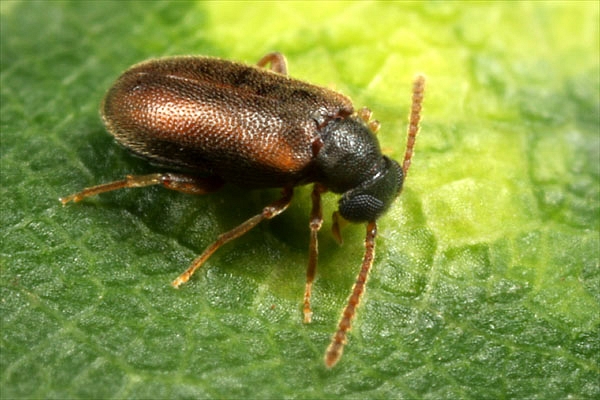 euglenes oculatus