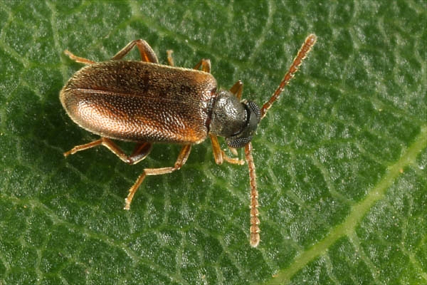 euglenes oculatus