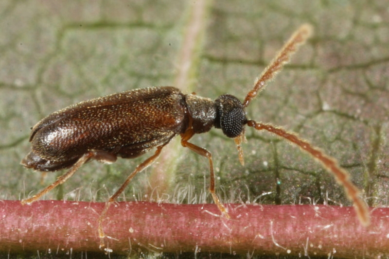 euglenes oculatus