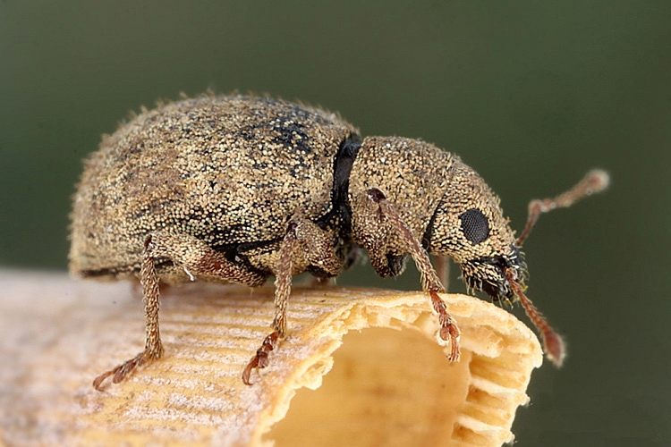 sciaphilus asperatus